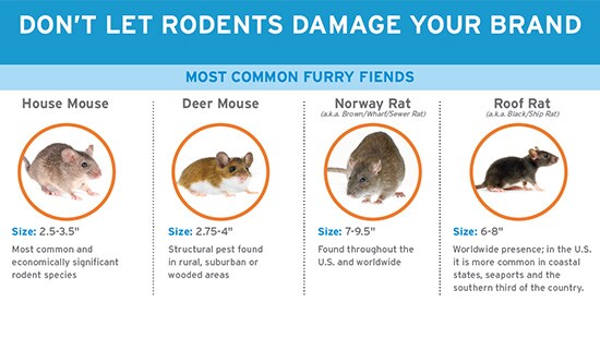 Commercial Rodent Control Services | Ecolab