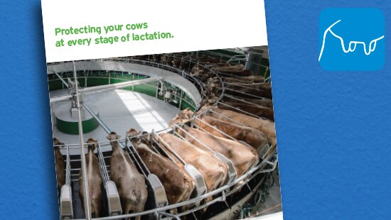 Dairy Udder Health Care, Teat Care | Ecolab